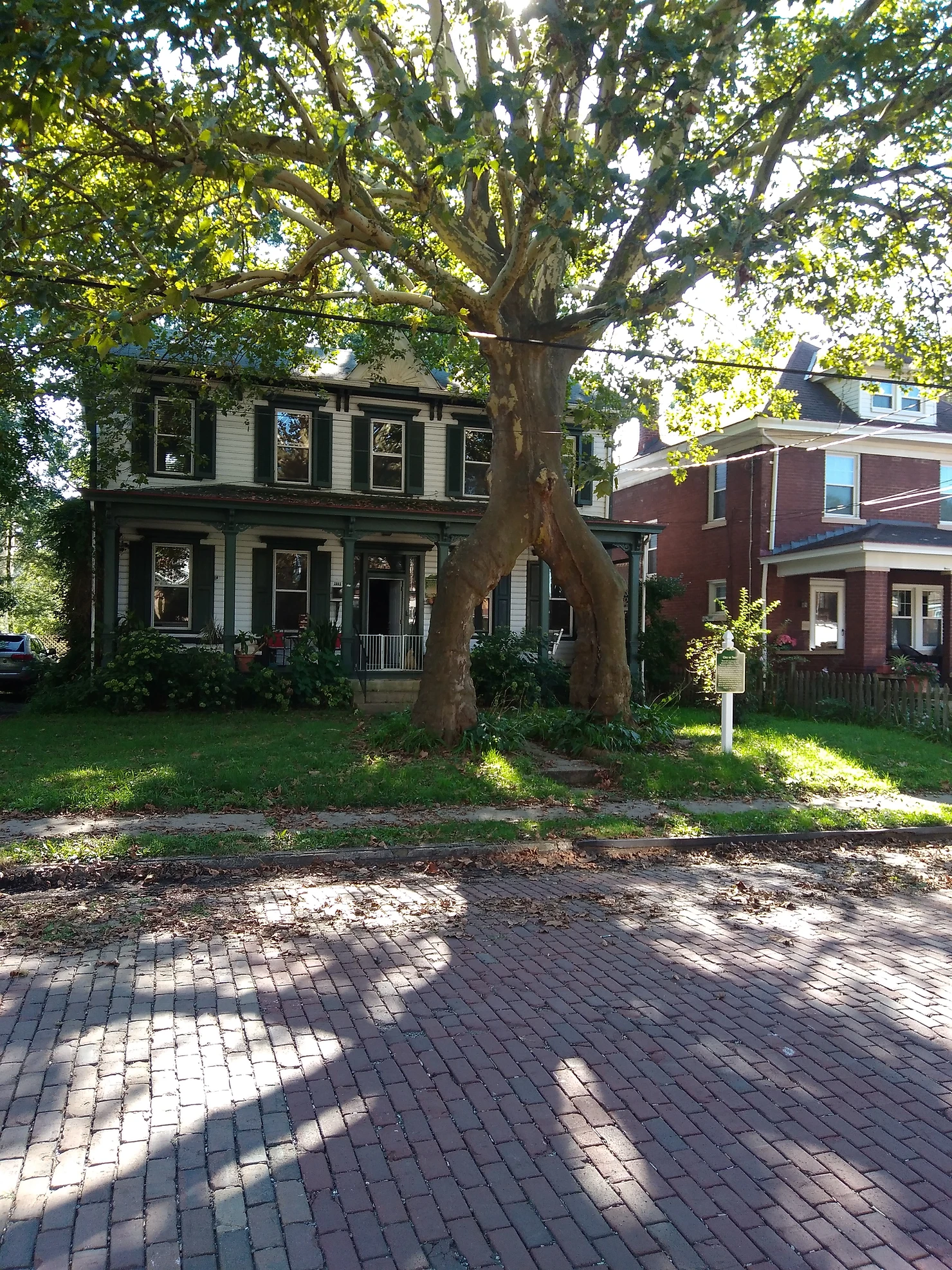 Historically linked: The twin sycamore trees of Sheraden | West Hills ...